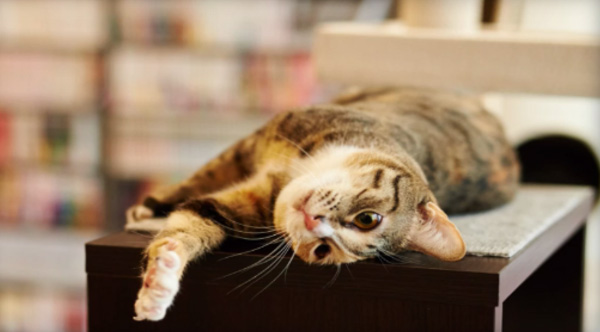 Library Cat Outlasts The Texas Councilman Who Wanted Him Gone