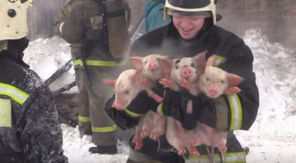 Watch: Russian Firefighters Save 150 Piglets From A Burning Barn