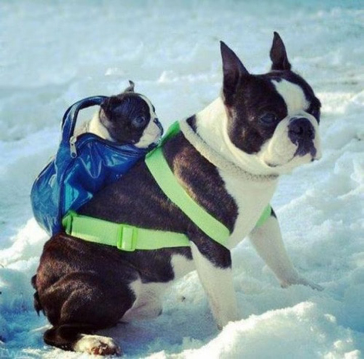Here's Some Photos Of Animals Wearing Backpacks