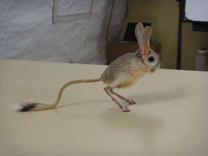 This is a jerboa