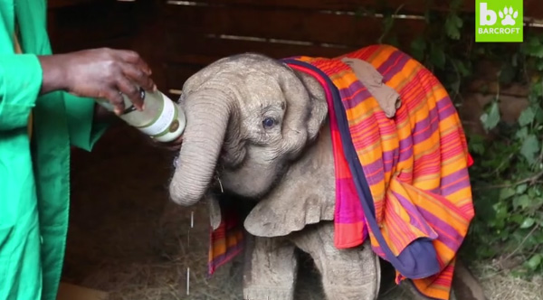 This Orphaned Baby Elephant Was Saved From Starvation. Watch Her ...