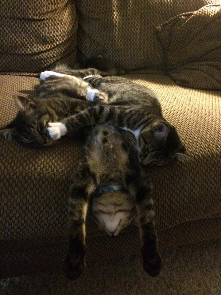 22 pictures that prove cats can sleep literally anywhere