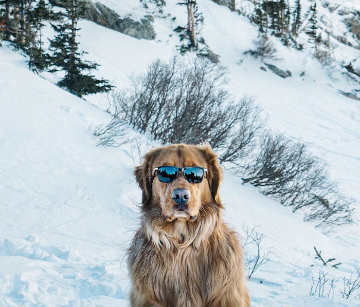 13 Photos Of Animals Posing For Their Highly Anticipated New Album