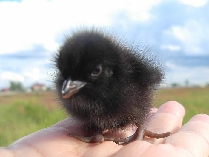 I never really considered the fact that crows were once babies