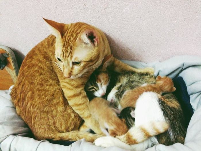 Papa cat supporting mama cat giving birth is the sweetest thing you'll ...