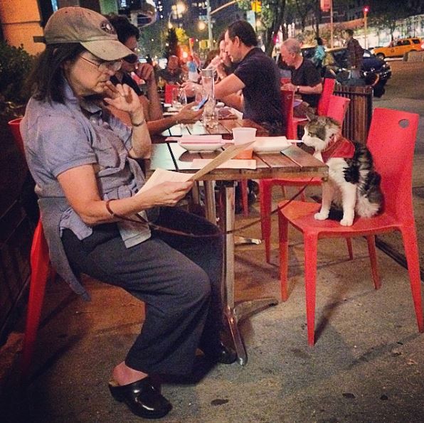 11 adorably romantic dinner dates that will make you and your cat jealous