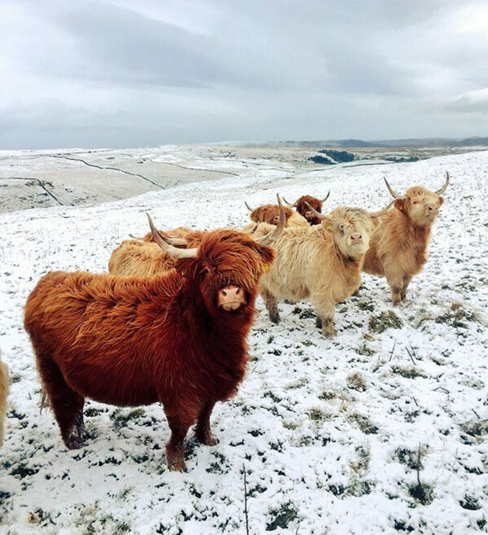 13 Photos Of Animals Posing For Their Highly Anticipated New Album