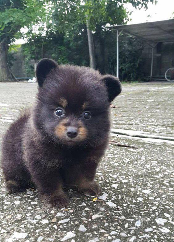 Bear-dog is adorable