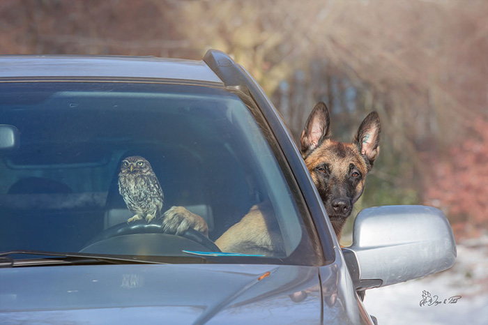 I Can't Stop Smiling At These Photos Of A Dog And His Owl Friend