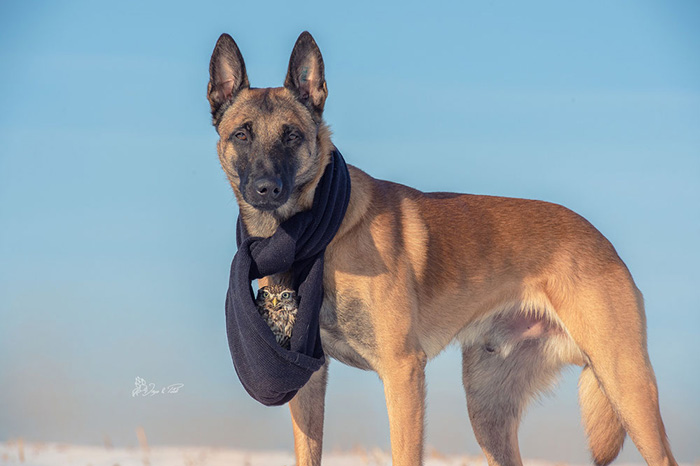 I Can't Stop Smiling At These Photos Of A Dog And His Owl Friend