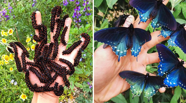 One Man Has Single-Handedly Repopulated A Rare Butterfly Species Using ...