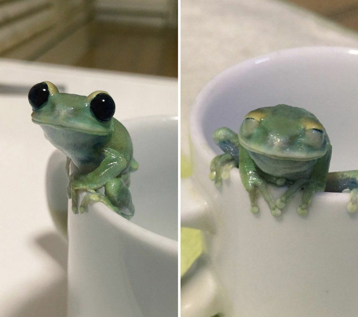 Blinking frog is a good frog