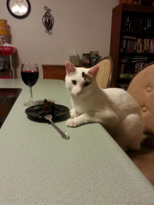 11 adorably romantic dinner dates that will make you and your cat jealous