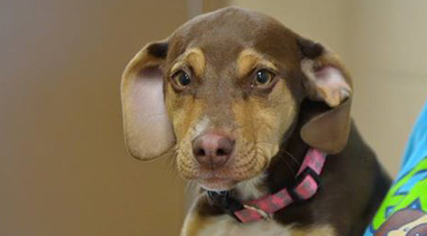 Formerly Abused Dog Saves 3-Year-Old Girl She Finds Naked And Shivering ... Formerly Abused Dog Saves 3-Year-Old Girl She Finds Naked And Shivering ...