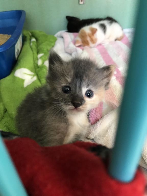 Kitten at a rescue shelter in Los Angeles