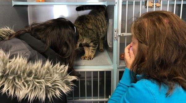Woman Browsing Facebook Sees Her Cat Who's Been Missing For Over 2 Years Woman Browsing Facebook Sees Her Cat Who's Been Missing For Over 2 Years