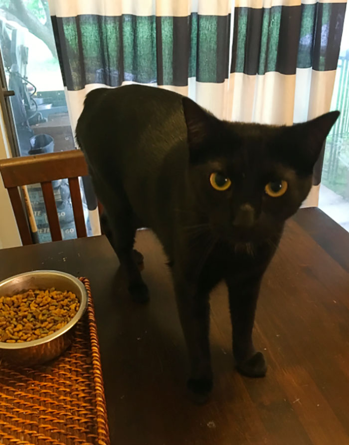 Woman Leaves Hilarious Descriptions Of Her 4 Cats For The Cat Sitter Woman Leaves Hilarious Descriptions Of Her 4 Cats For The Cat Sitter