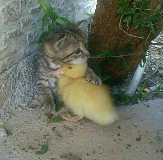 Kitten hugging duckling