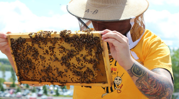 Urban Beekeeping Program Results In 'Amazing Change' In Homeless Men