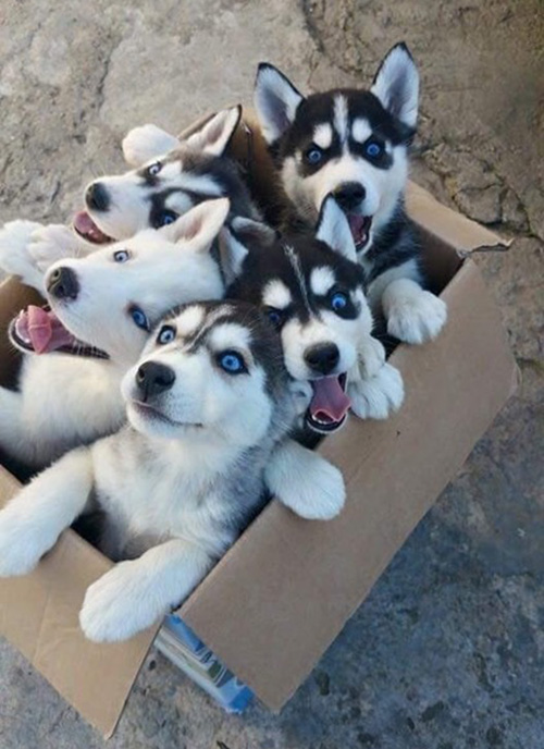 Box of of Husky puppies