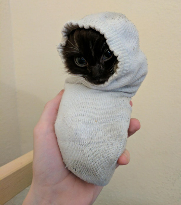 kitten-sock-puppet