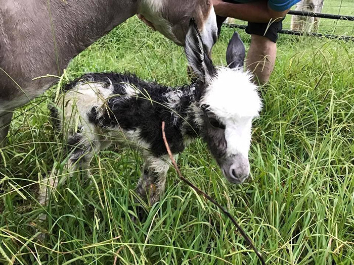 Newborn miniature donkey