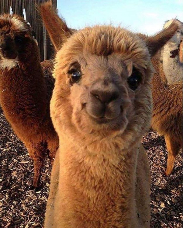 This smiling alpaca