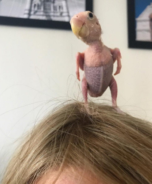 Featherless Parrot
