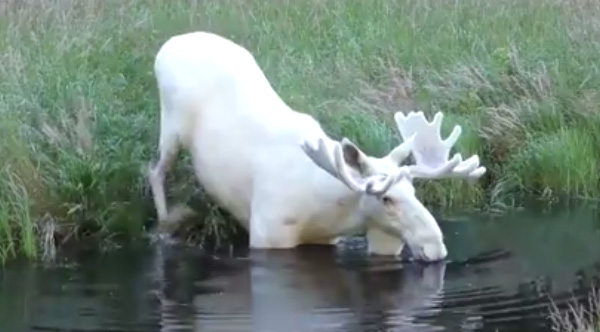A Rare White Moose Has Been Captured On Video In Sweden