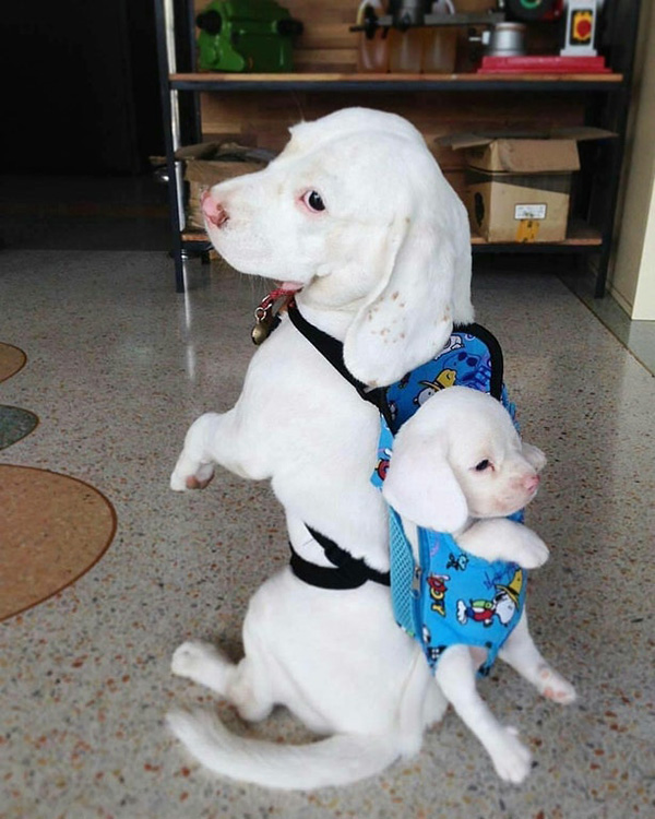 Take your pup to work day