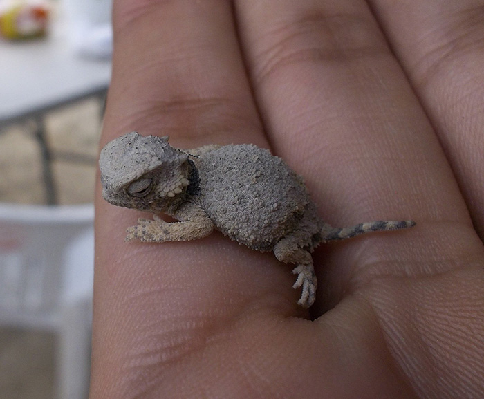 A tiny baby dragon