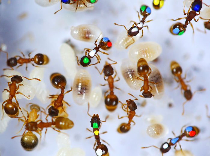 40% Of Worker Ants Just Hang Around, Doing Nothing All Day