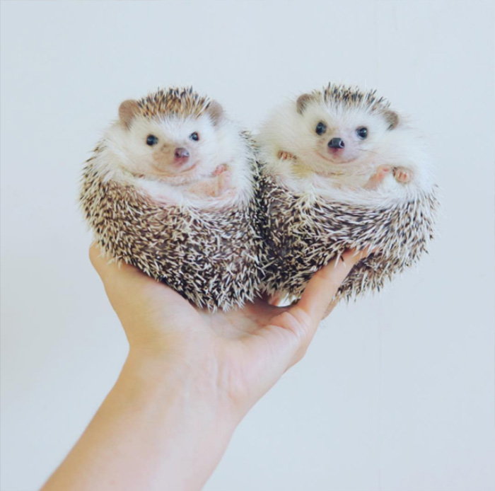 This Little Hedgehog Went 'Camping' And It's The Cutest Thing Ever