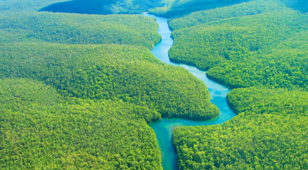 The Largest Reforestation Project In History Will See 73 Million Trees ...