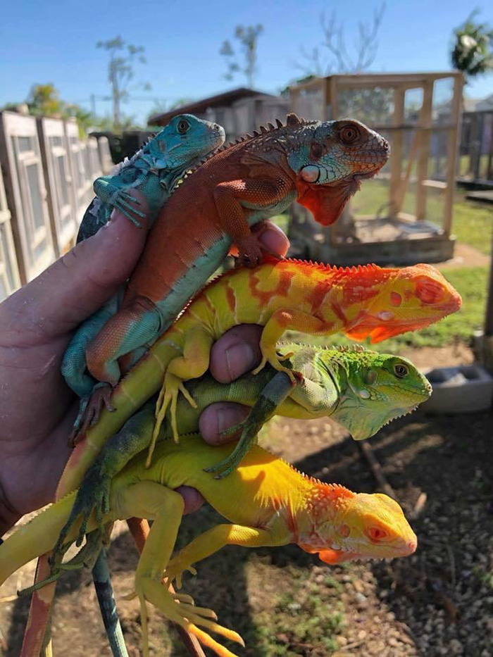 A handful of colorful iguanas