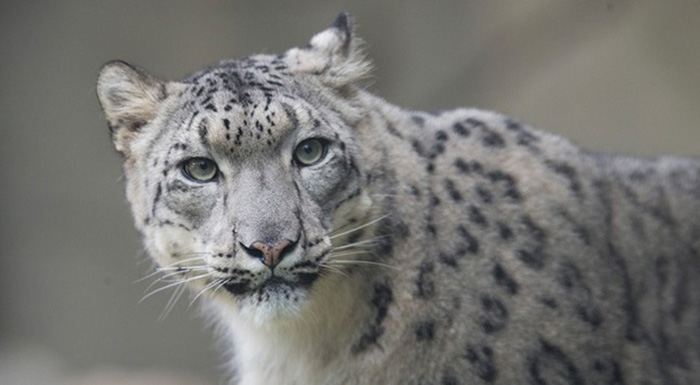 Snow Leopards Spotted For The First Time Ever In Eastern Tibet