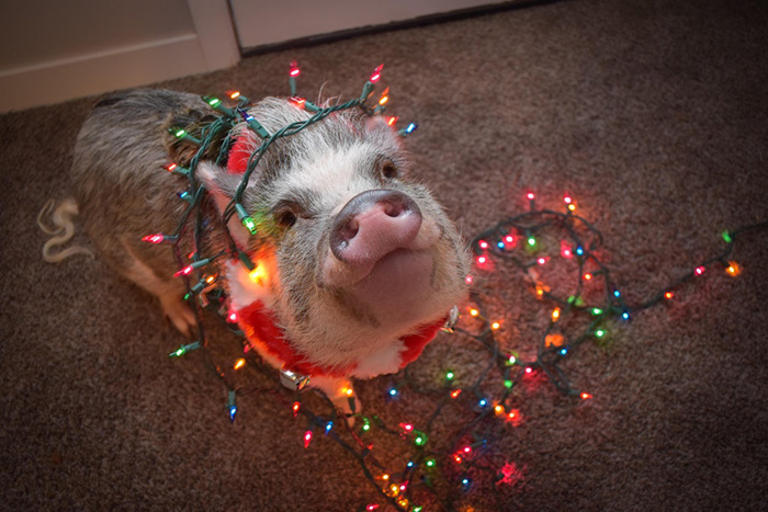 Pig helps decorate the Christmas tree