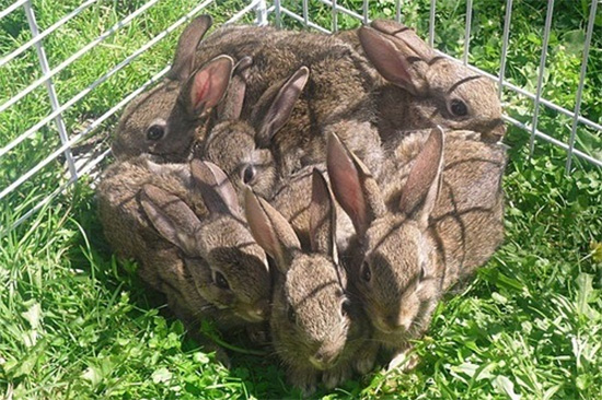 One square foot of bunny