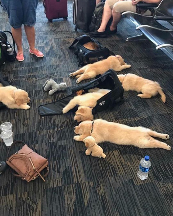 Someone spilled dogs all over the carpet