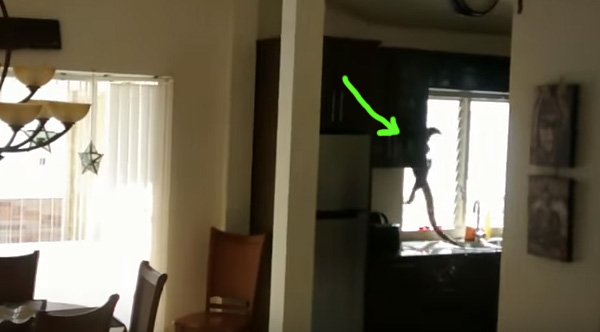 Huge Lizard Wreaks Havoc Inside House Huge Lizard Wreaks Havoc Inside House