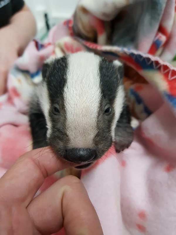 Little baby badger