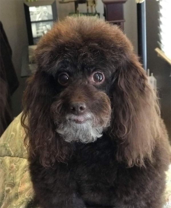 This Poodle looks like Bob Ross