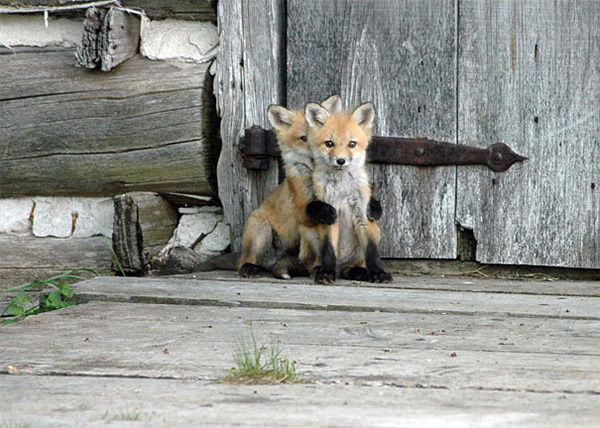 Baby foxes