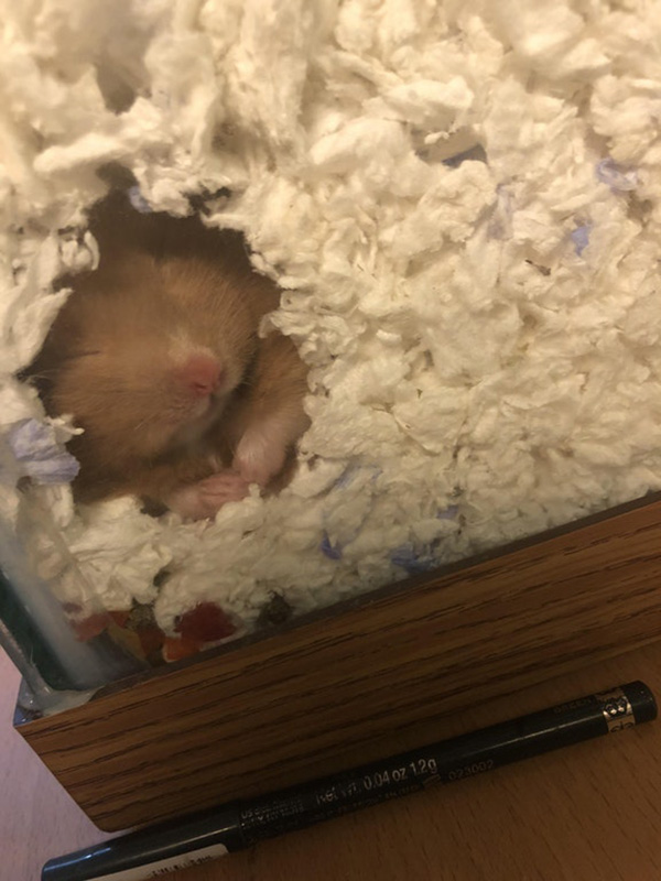 Hamster made a little den for herself and fell asleep