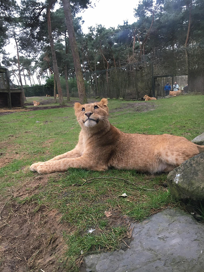 Happy smiling lioness