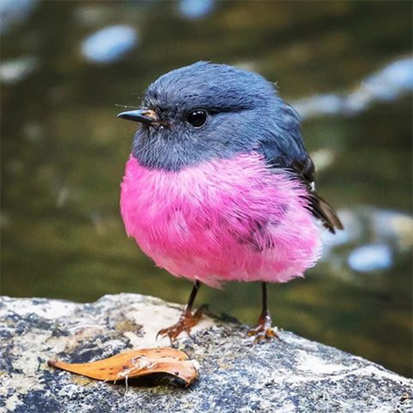 Cute Animal Pictures: Happy and Funny Pictures 972