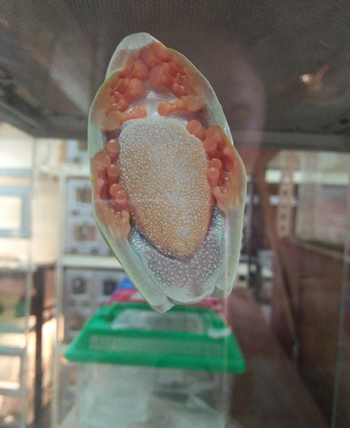 The bottom of a frog on glass