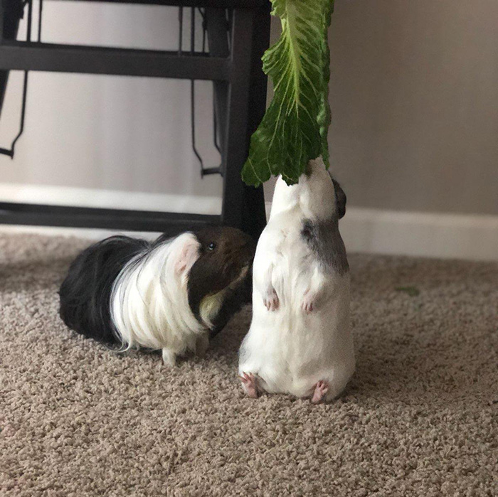 Guinea pig likes to sit down while eating
