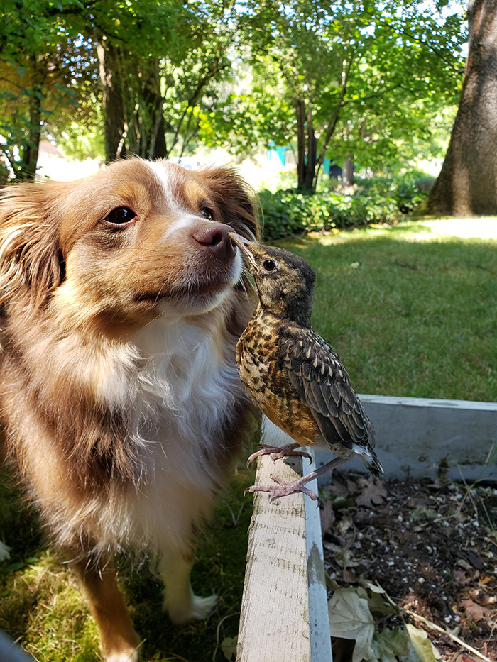 Dog and bird finally become friends