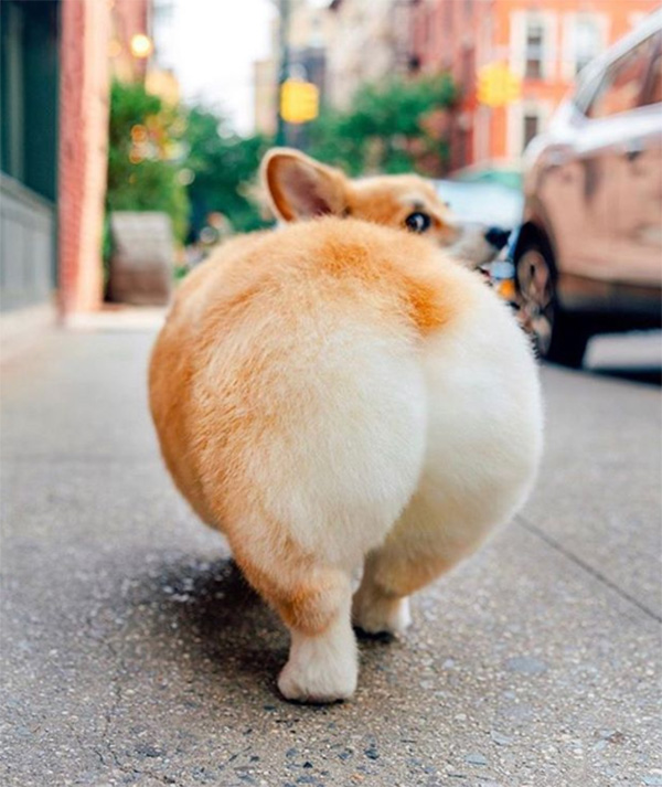 Badonka-chonk